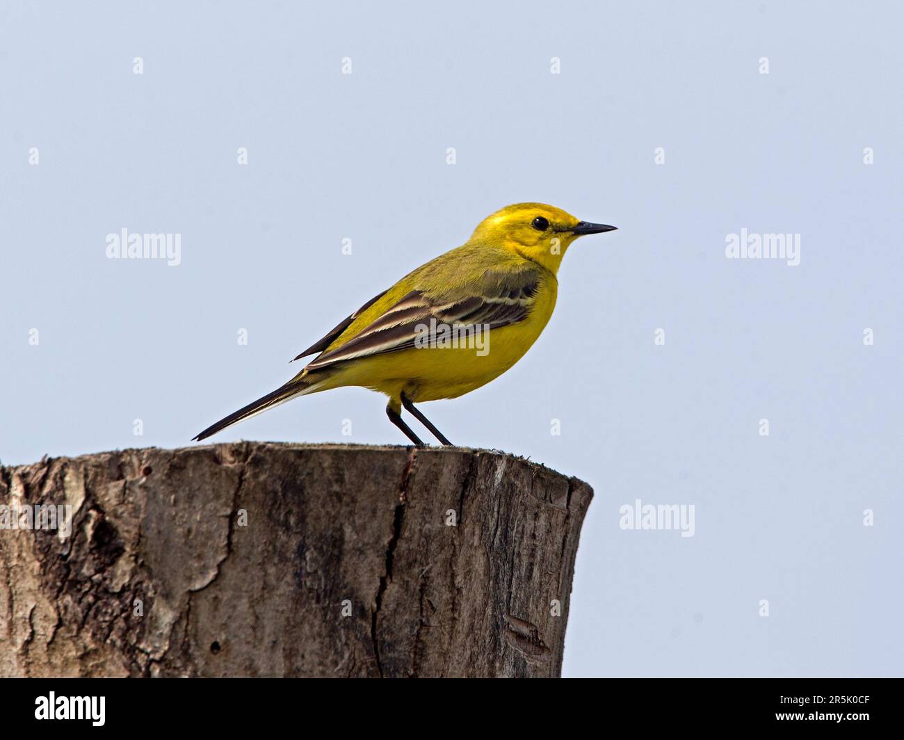 Plumage of birds hi-res stock photography and images - Alamy