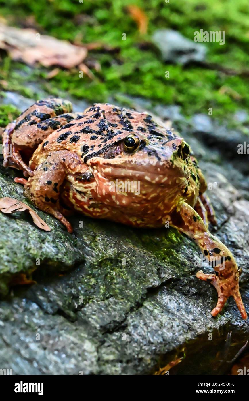 frog in the forest Stock Photo - Alamy