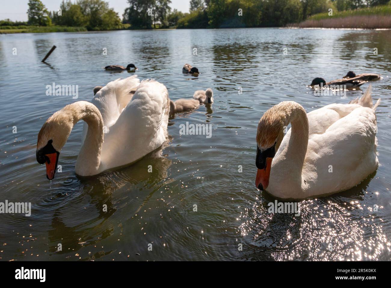 Village pond with swans hi-res stock photography and images - Alamy
