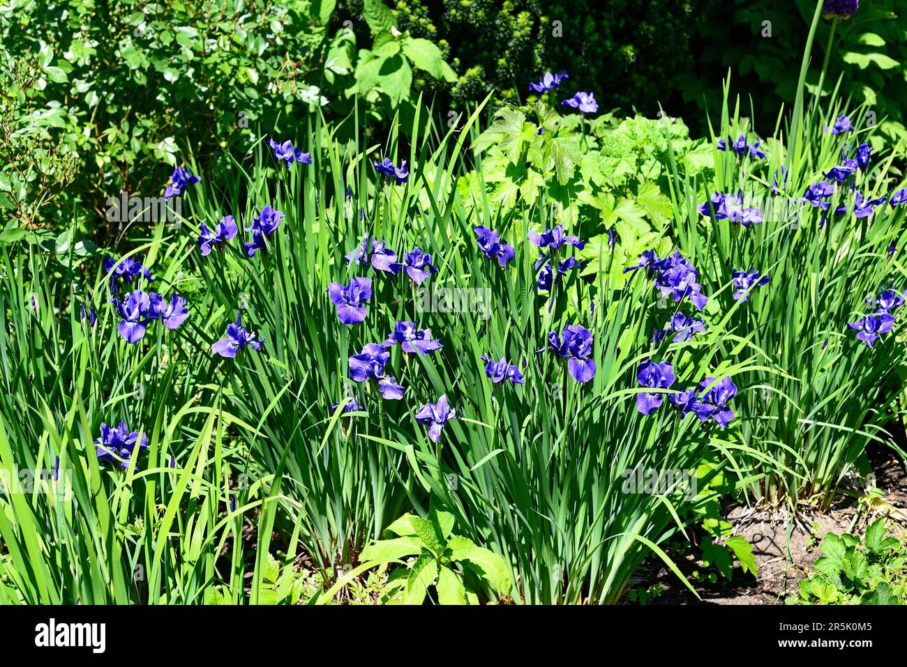 Beautiful wild spring flowers irises hi-res stock photography and ...