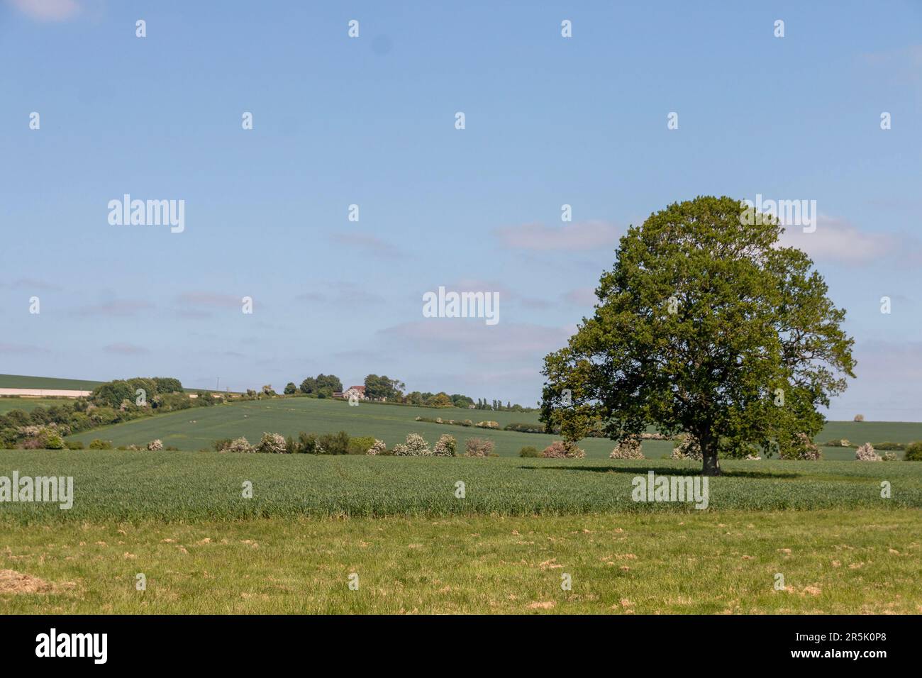 A tree in a open field Stock Photo - Alamy