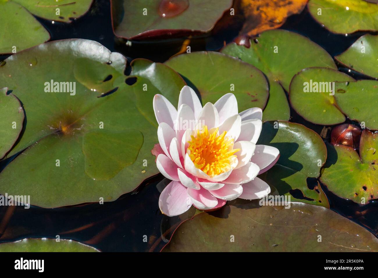 A close up view of a water lily Stock Photo - Alamy