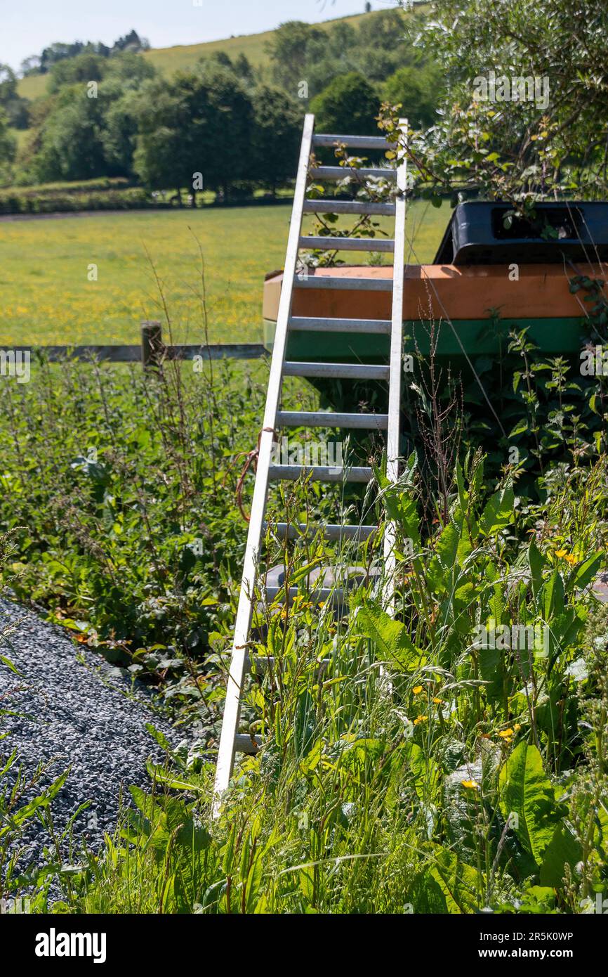 A close up view a ladder htat has long grass grown over it Stock Photo ...