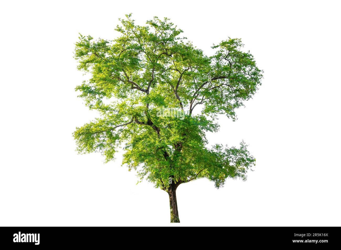 Isolated trees on white background Stock Photo - Alamy