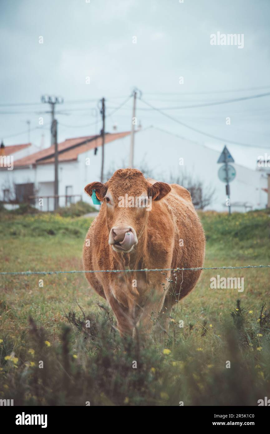 The smiling cow hi-res stock photography and images - Alamy