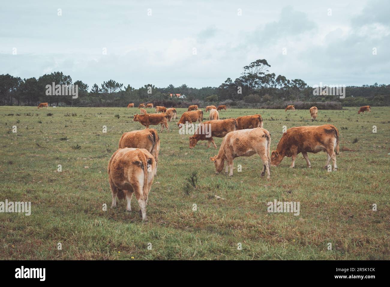 Herd of cows in southwest Portugal enjoy freedom of movement and fresh ...