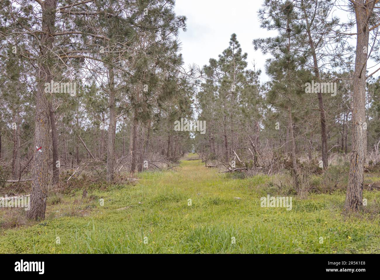 Typical equatorial low forest in southwestern Portugal full of dry ...