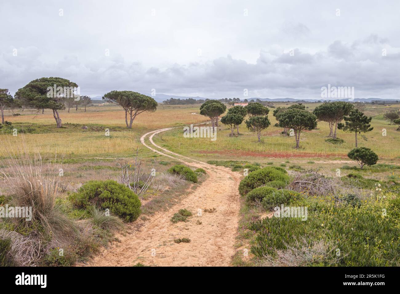 Dirt road through a typical dry Portuguese forest in the southwest of ...