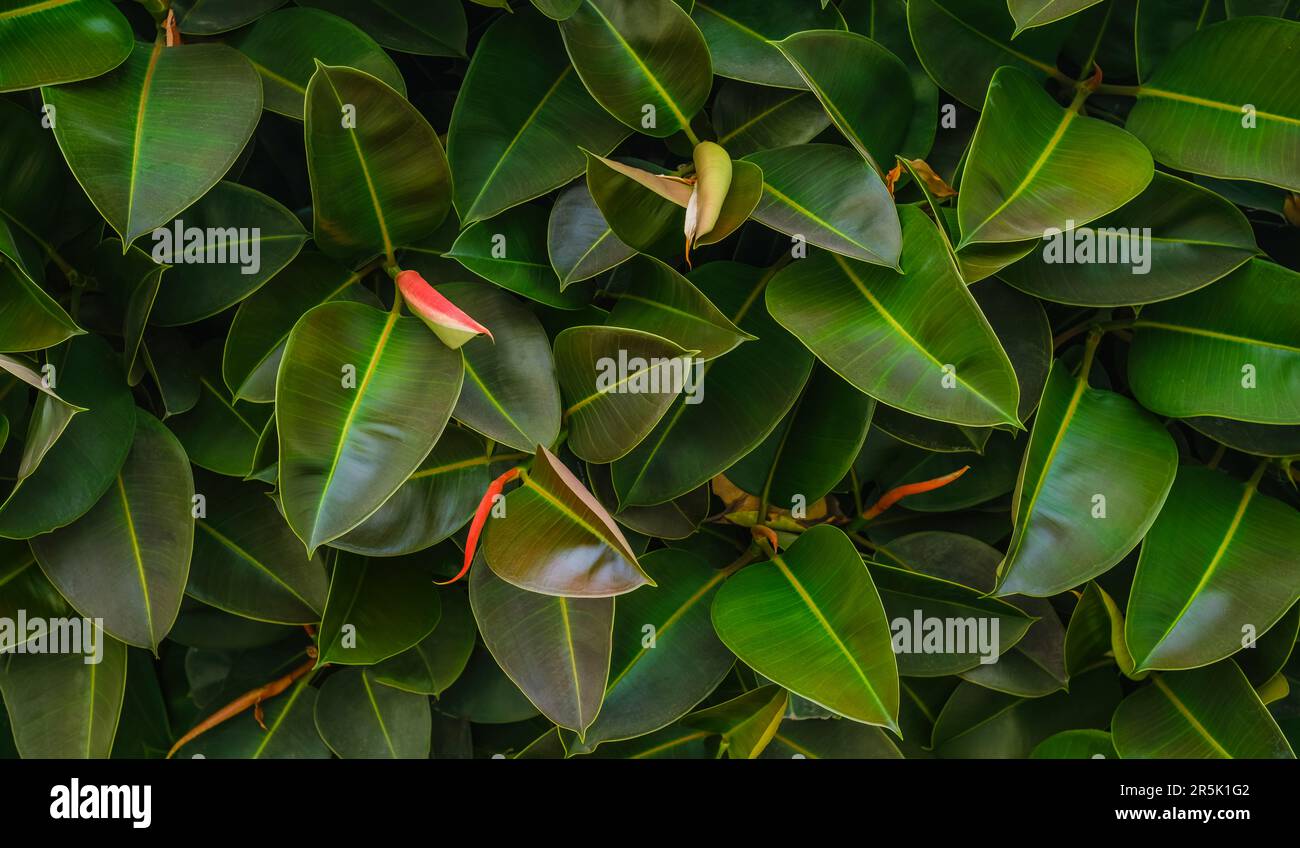 A close up photo of Selective focus green leaves of rubber fig on the ...