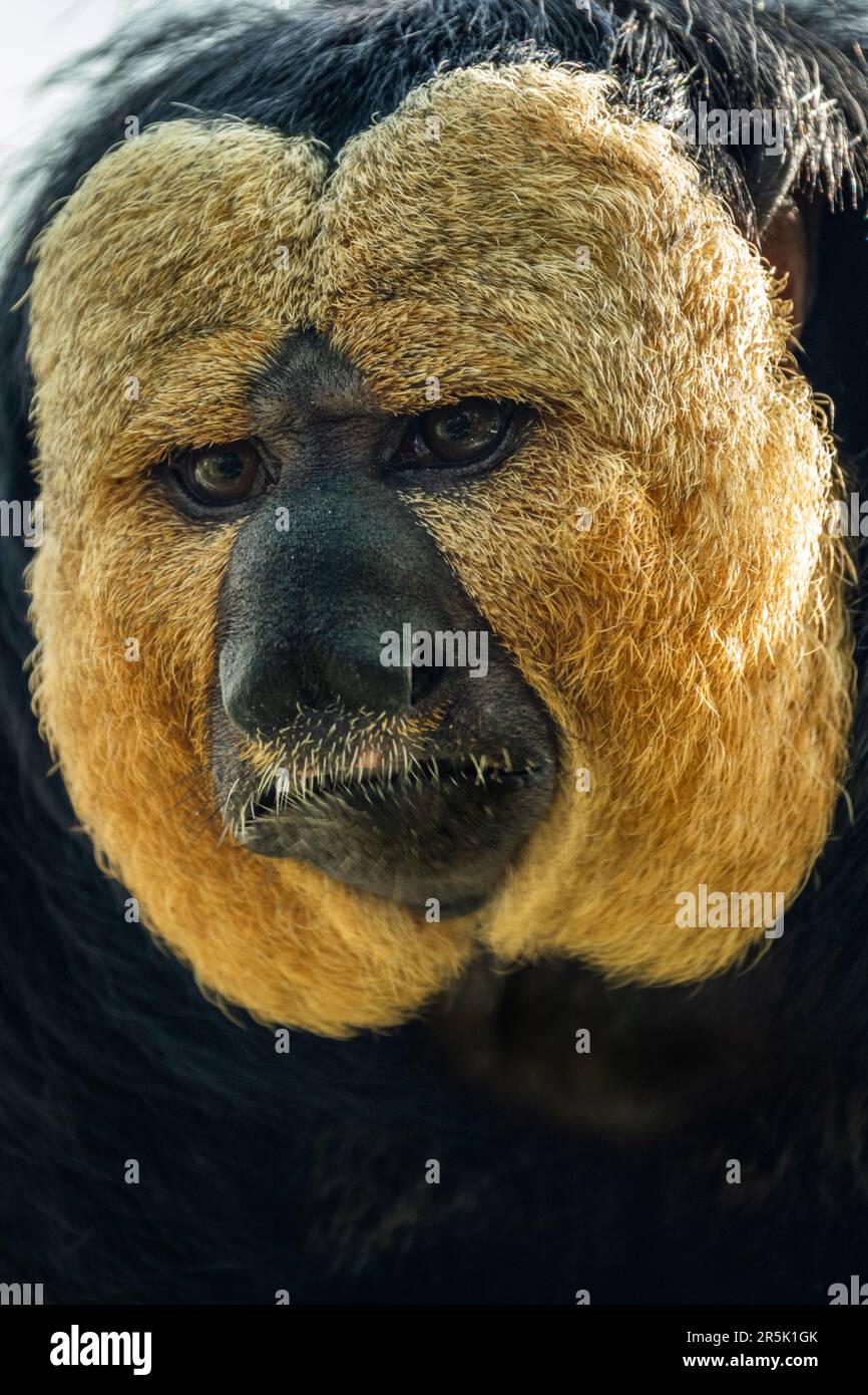 New world mammals hi-res stock photography and images - Alamy