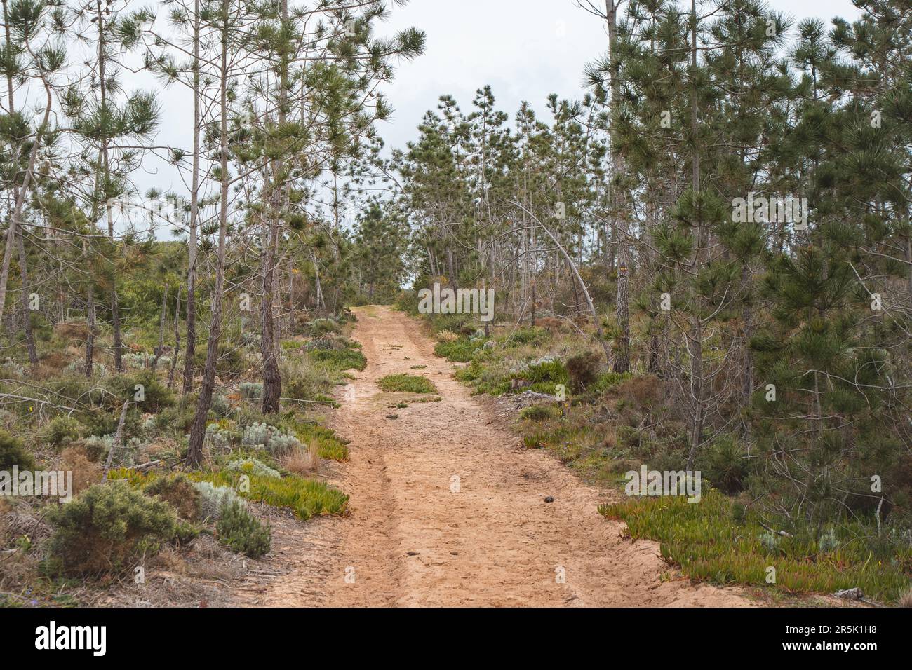 Dirt road through a typical dry Portuguese forest in the southwest of ...