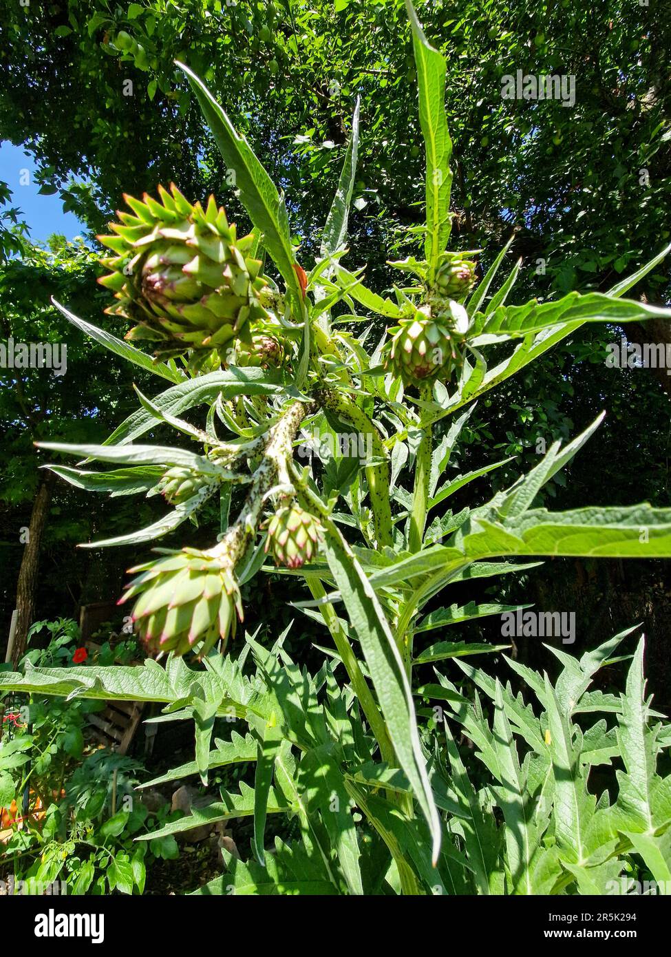 Grown cardoon hi-res stock photography and images - Alamy
