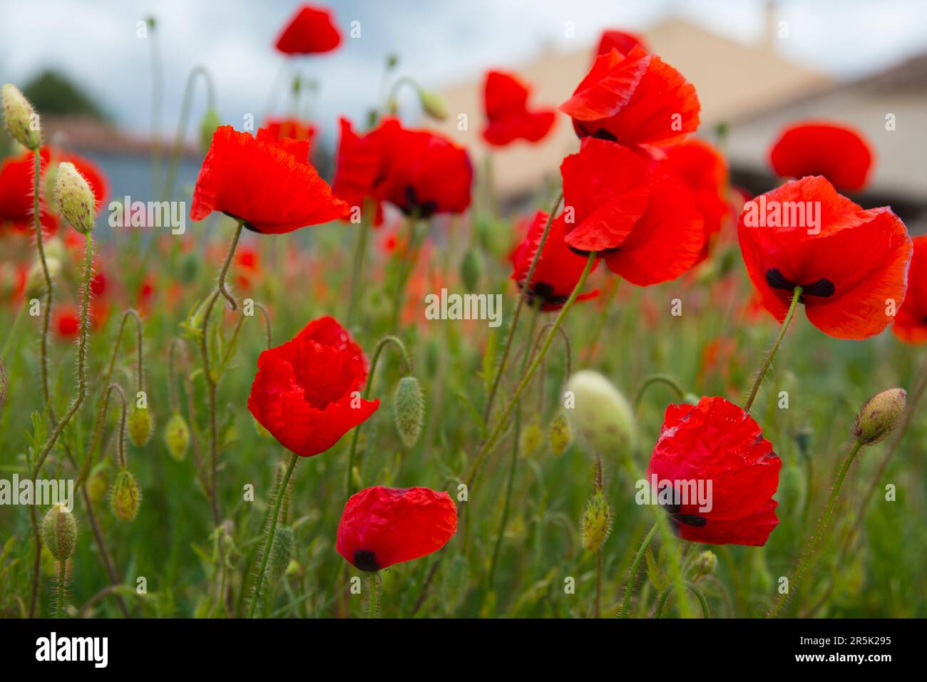 Plantas flores silvestres plantas hi-res stock photography and images - Alamy