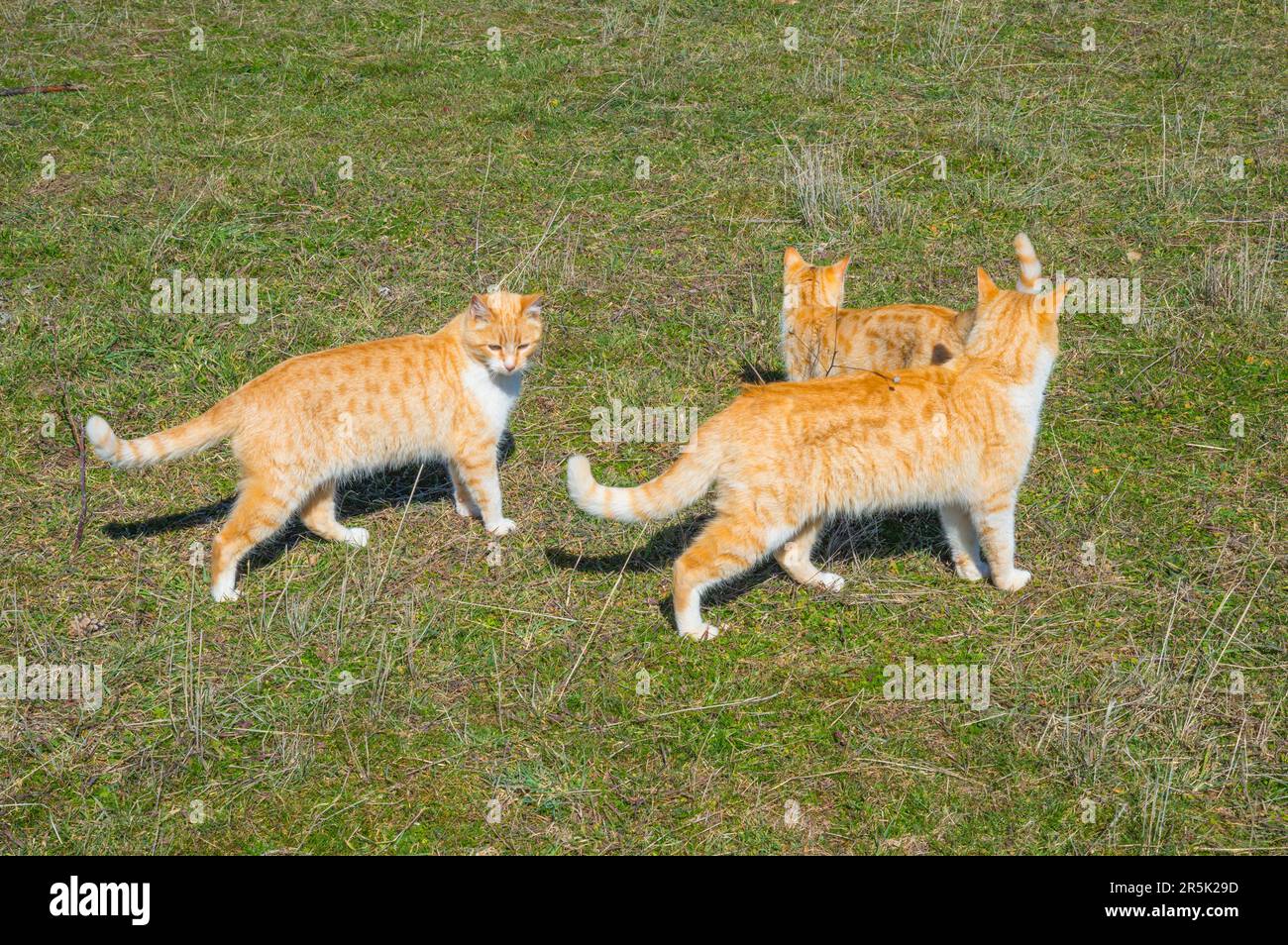 Orange cat in three hi-res stock photography and images - Alamy