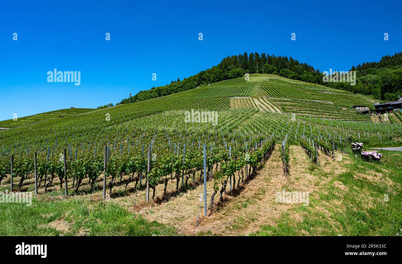 View of Kappelrodeck in the acher valley. Black Forest, Baden ...