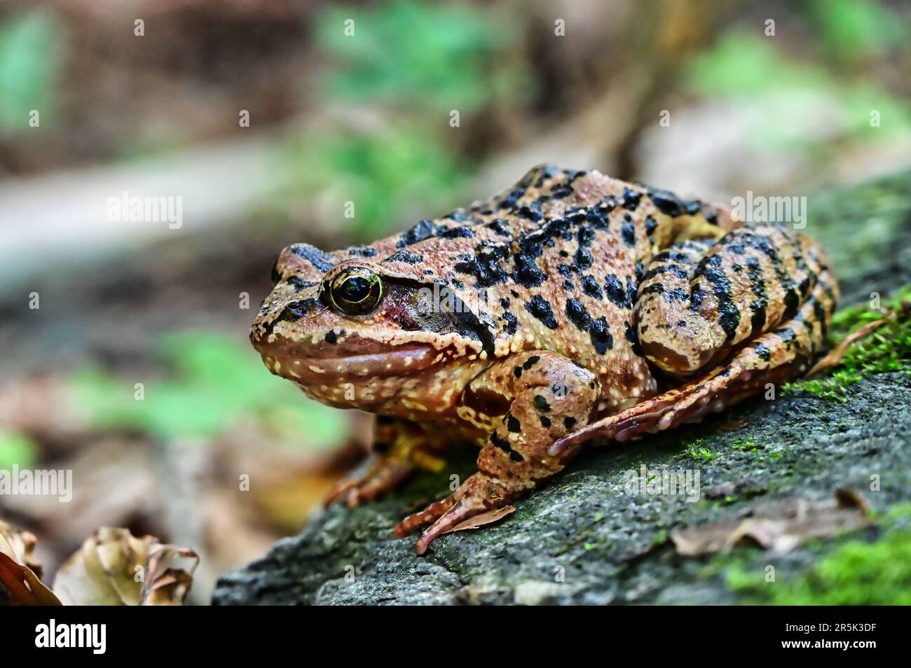 frog in the forest Stock Photo - Alamy