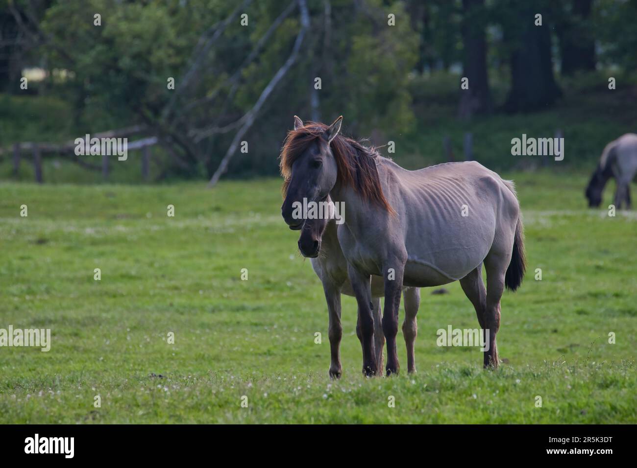Wild horses in nature reserve Stock Photo - Alamy