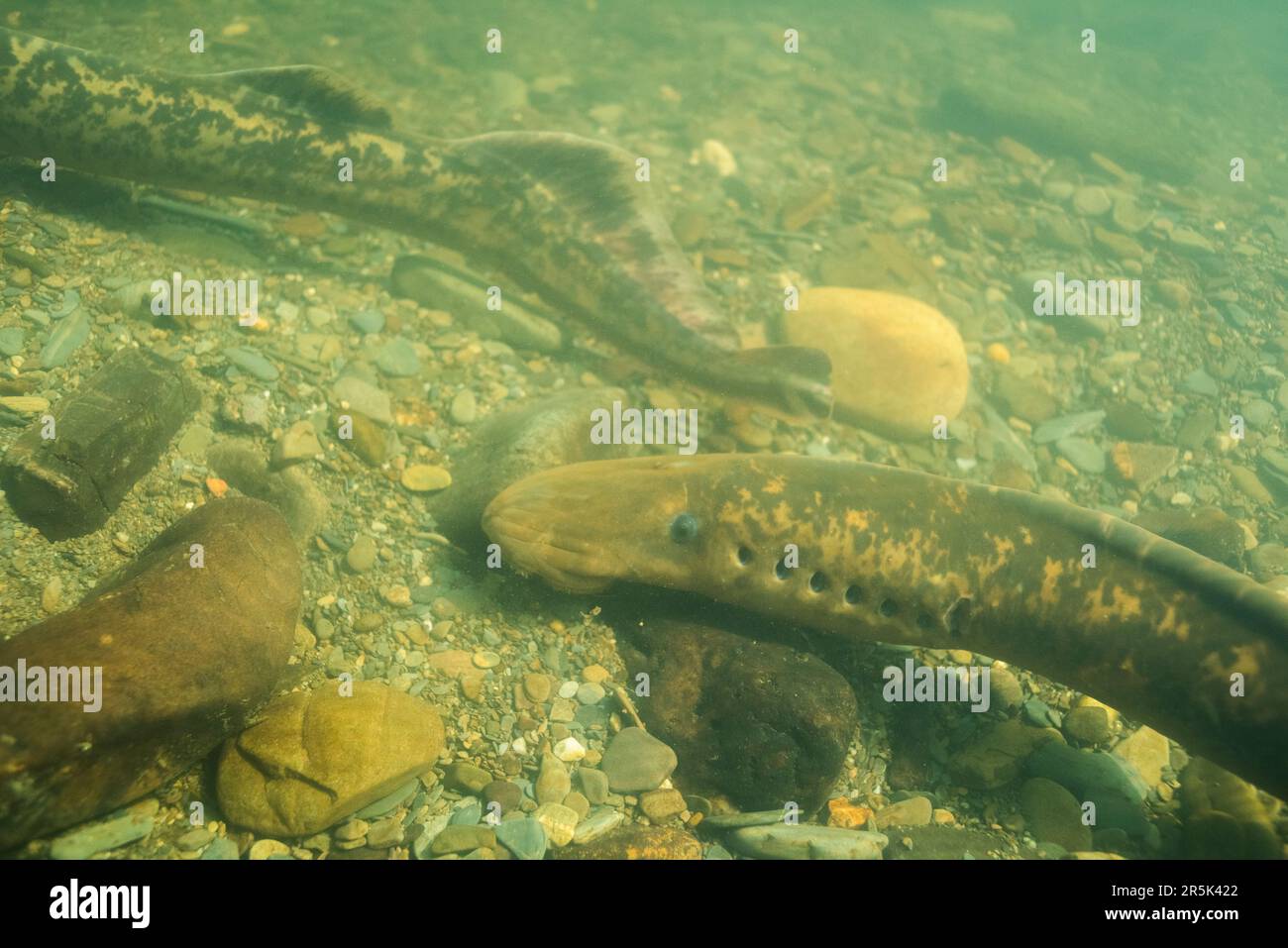 Sea lamprey (Petromyzon marinus) nest building in River Teifi, Wales ...