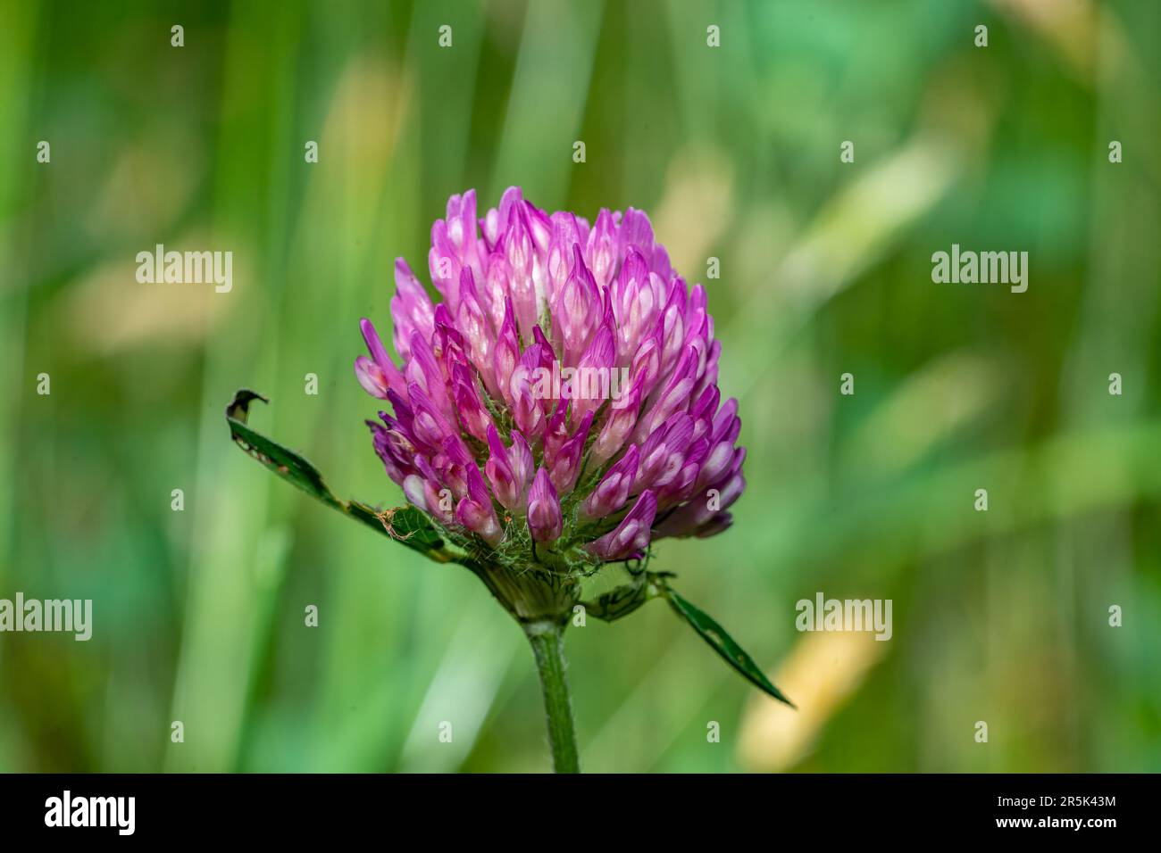 clover in bloom on a meadow in the spring Stock Photo - Alamy