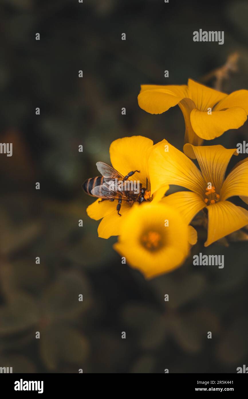 Hard-working beehive worker collects vital nectar to produce honey and ...