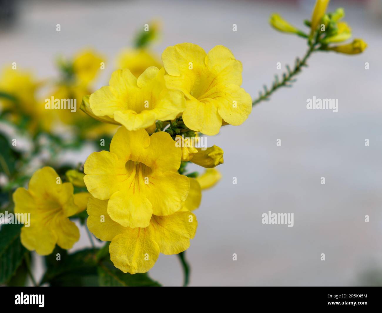 Tecoma stans, a flowering perennial shrub in the Bignoniaceae family ...