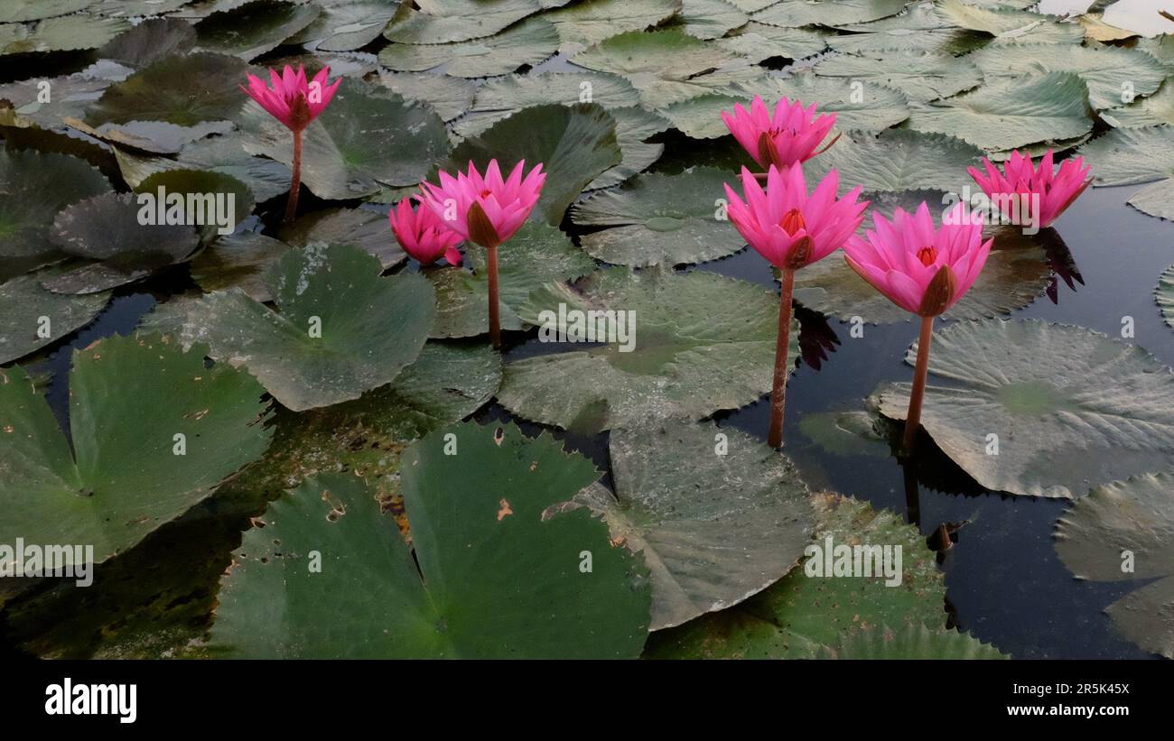 Beautiful pink lotus flowers float on the surface of the pond Stock ...