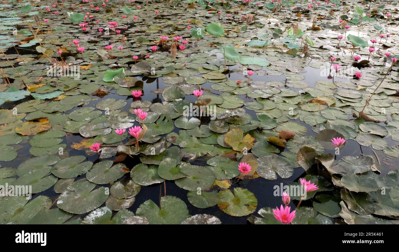 Thickets of lotus plants on the water surface of the lake, lotus ...