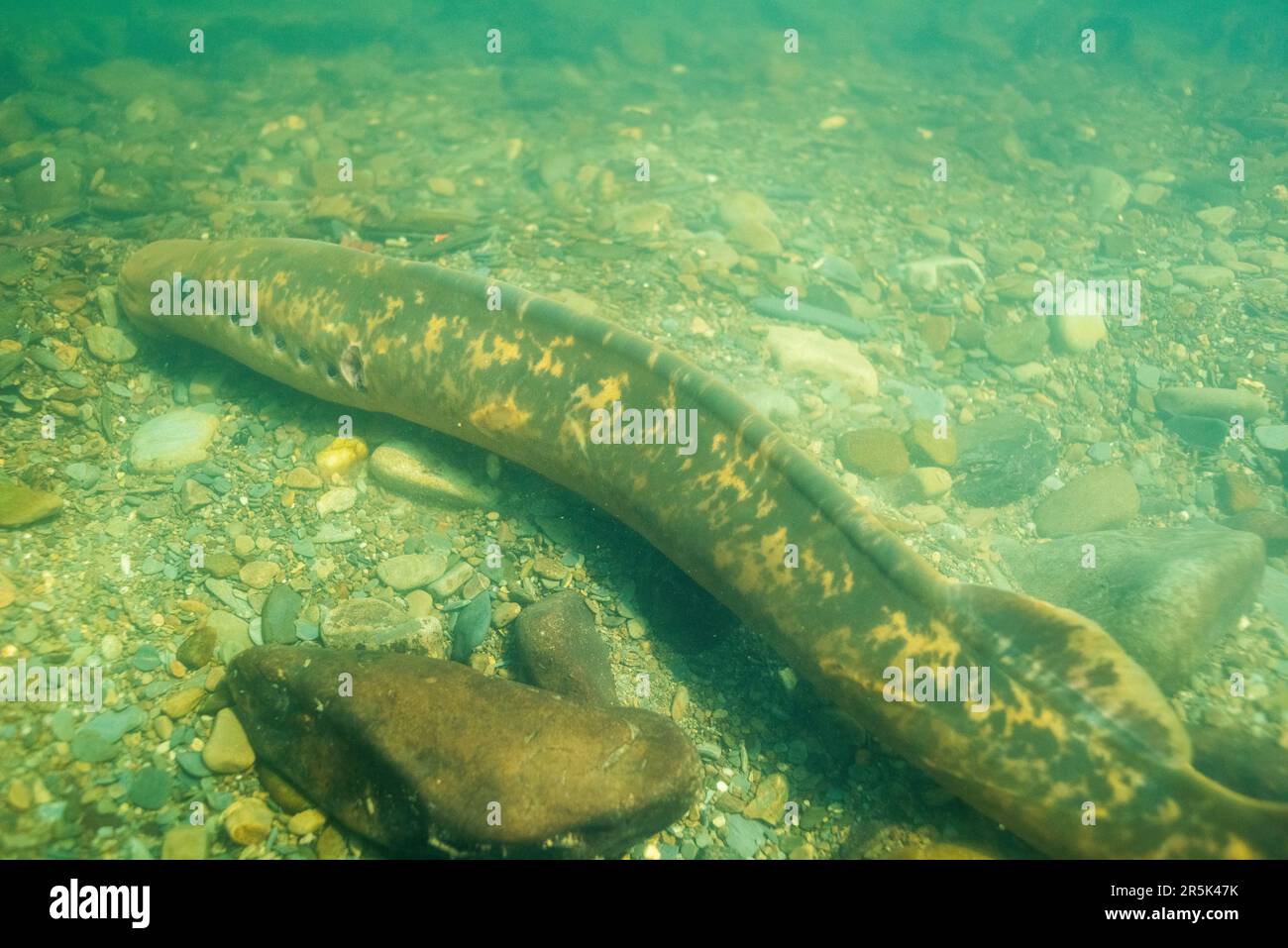 Sea lamprey (Petromyzon marinus) nest building in River Teifi, Wales ...