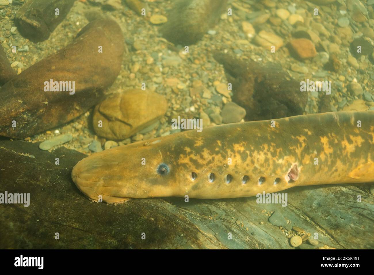 Sea lamprey hi-res stock photography and images - Alamy