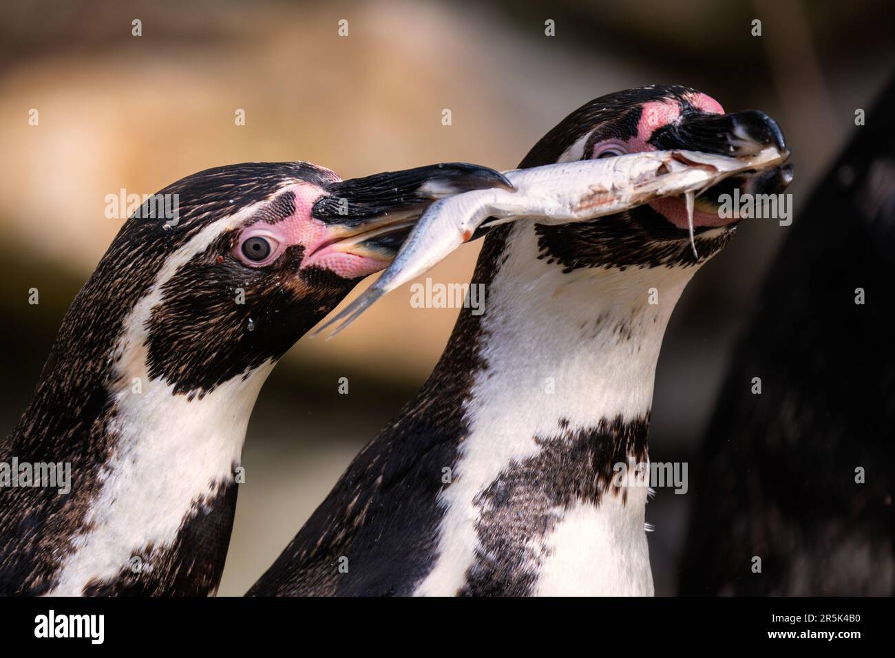 Humboldt Penguin - Spheniscus humboldti, medium sized penguin from ...