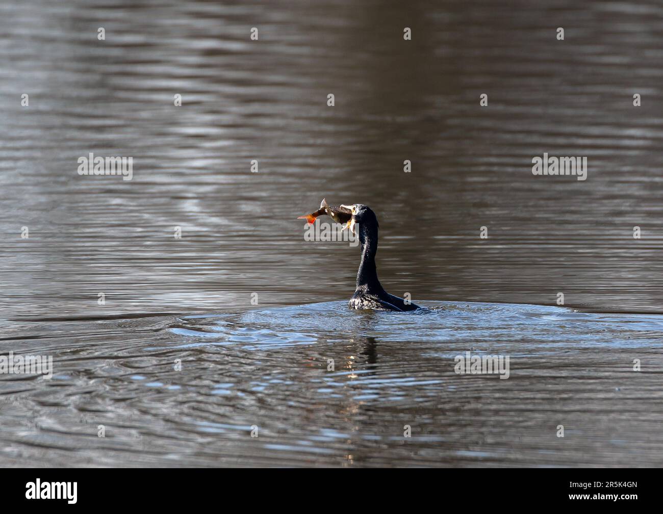 Catching large fish hi-res stock photography and images - Alamy
