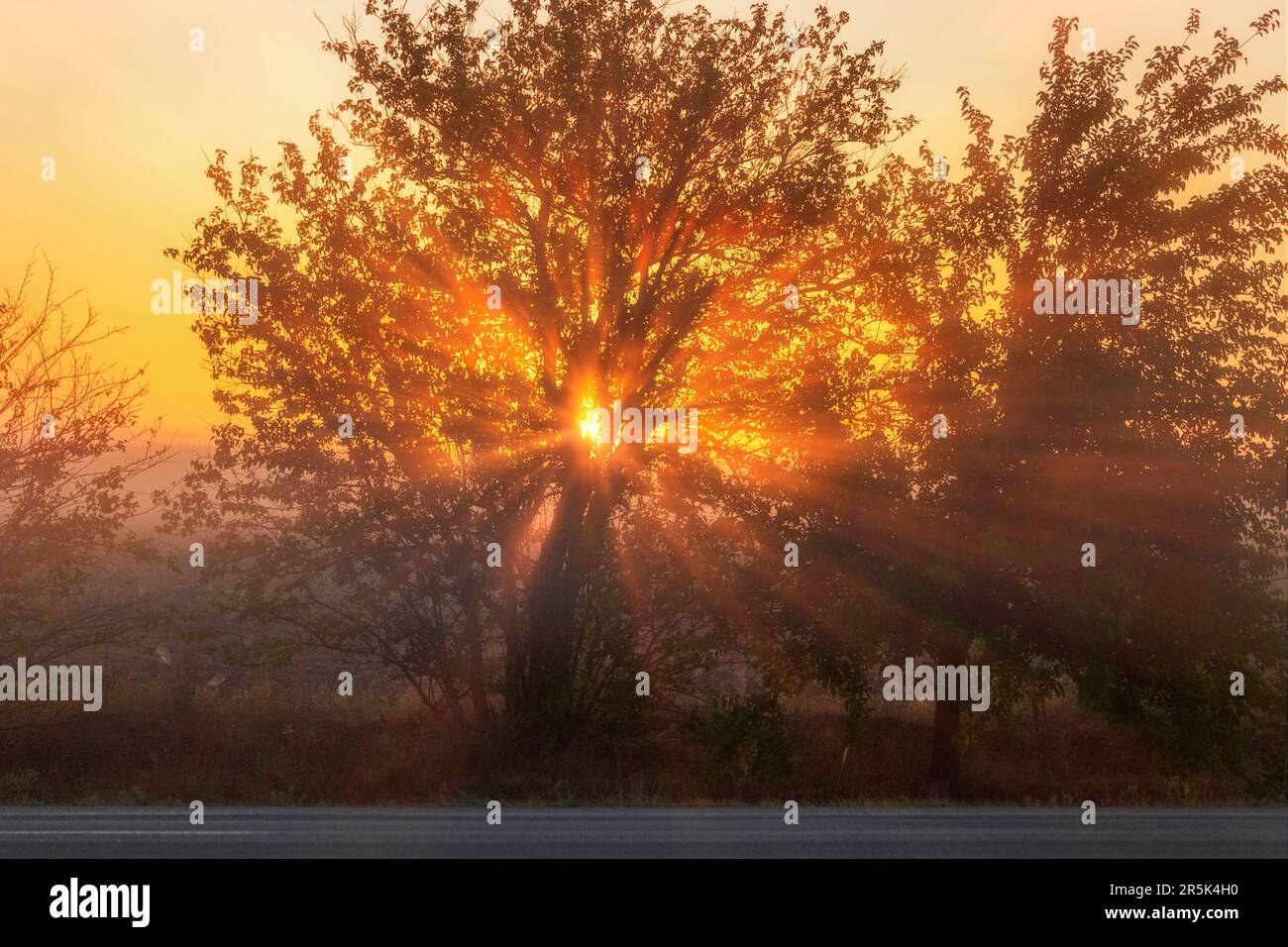 sunlight streaming through tree foliage at dawn Stock Photo - Alamy