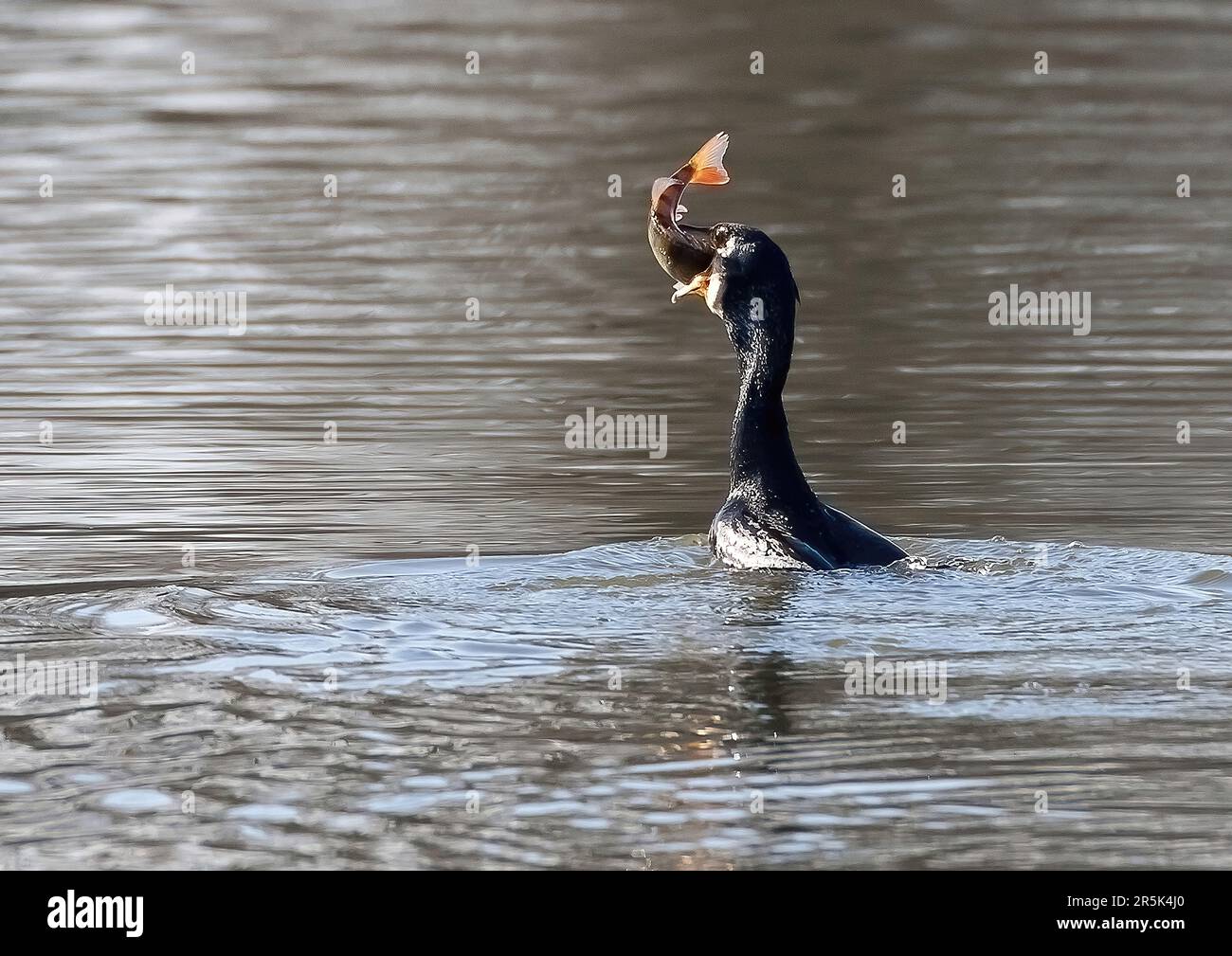 Cormorant catching fish Stock Photo - Alamy