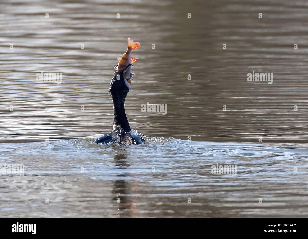 Cormorant catching fish Stock Photo - Alamy