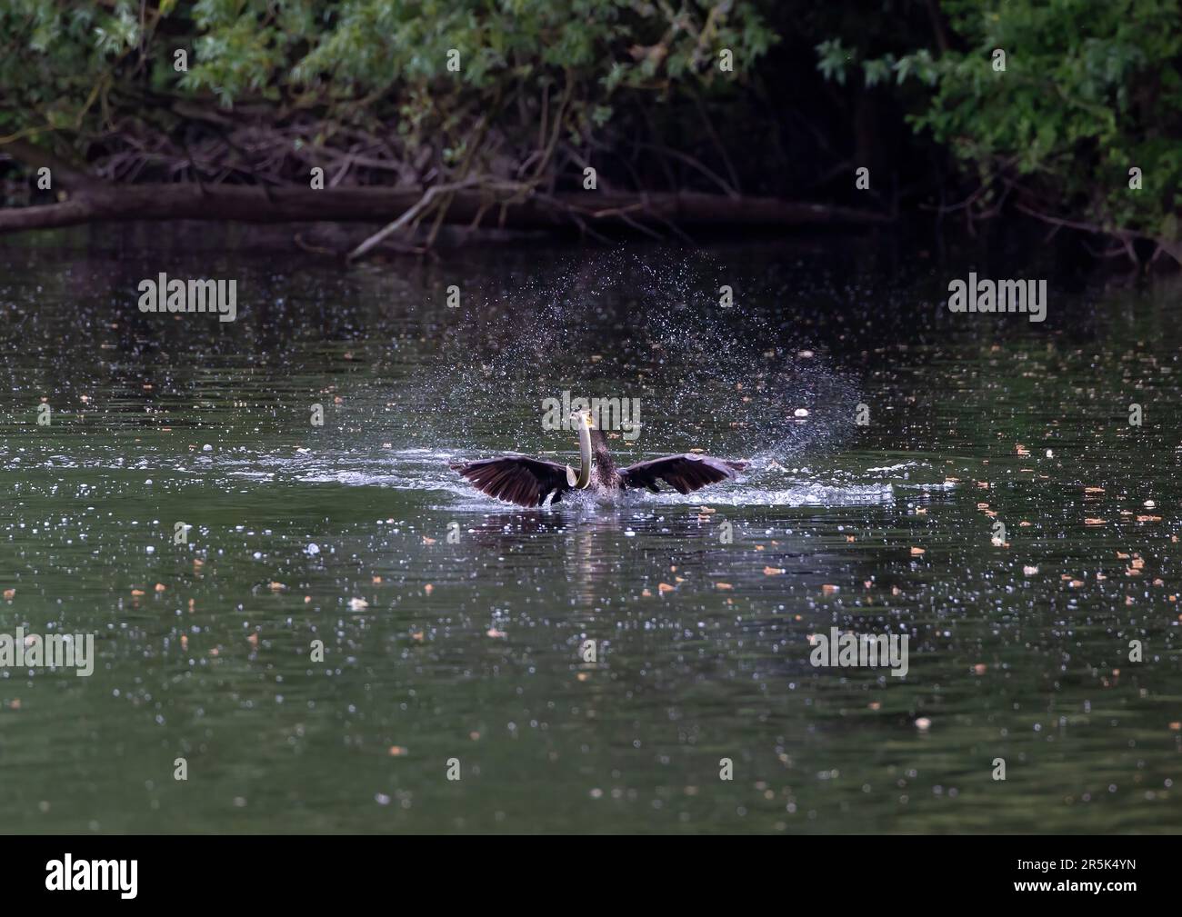 Cormorant catching fish Stock Photo - Alamy