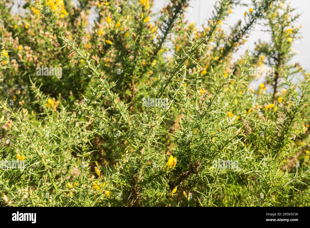 Ulex europaeus (Tojo), invasive species at the Ronda Municipal Natural ...