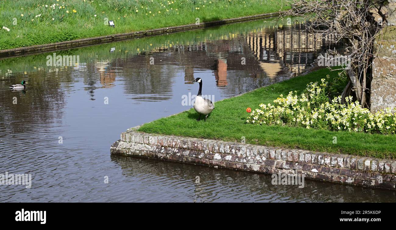 A Canada goose beside the moat at Hever Castle, the childhood home of ...