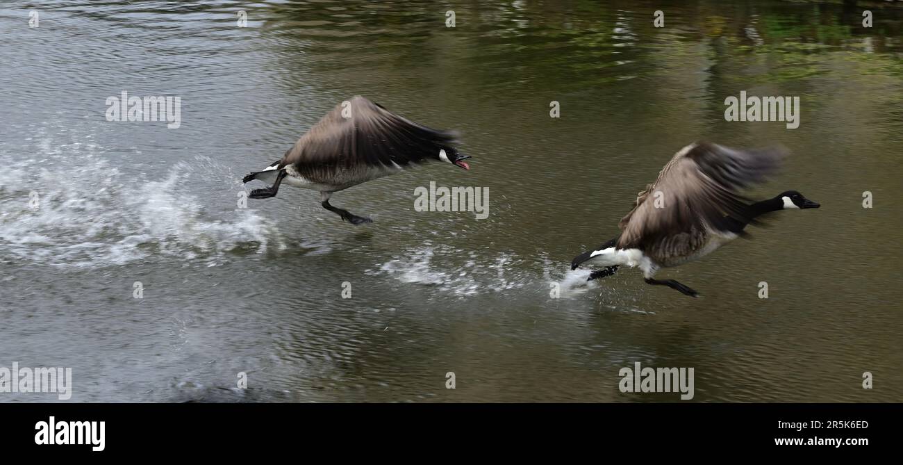Canada geese in the moat at Hever Castle, the childhood home of Anne ...