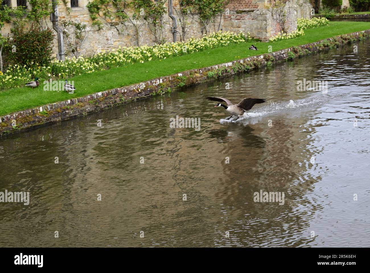 A Canada goose landing in the moat at Hever Castle, the childhood home ...