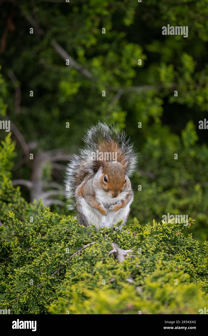 Grey squirrel tree hi-res stock photography and images - Alamy