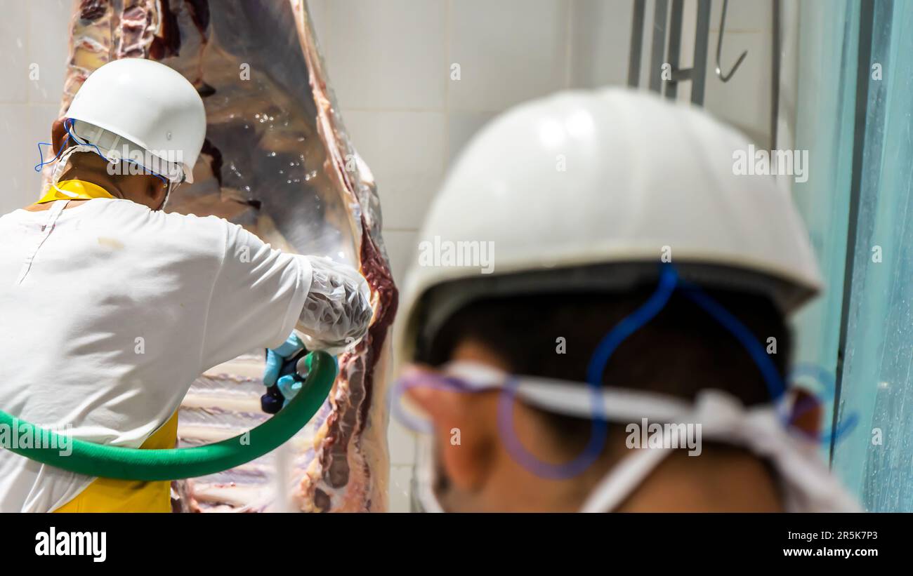 Unrecognizable cattle slaughter plant worker transporting cow viscera ...