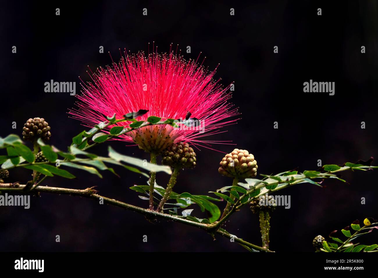 Powder Puff Bush (Calliandra tweedii Stock Photo - Alamy
