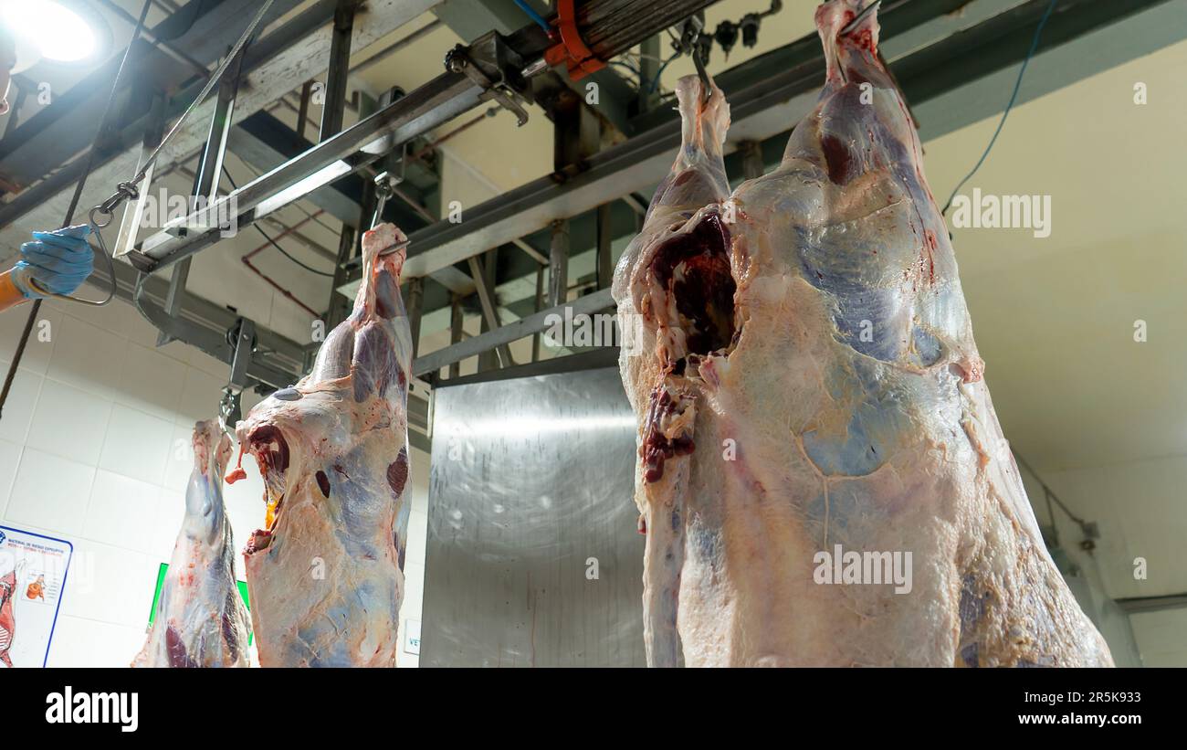 Cow Slaughterhouse Process