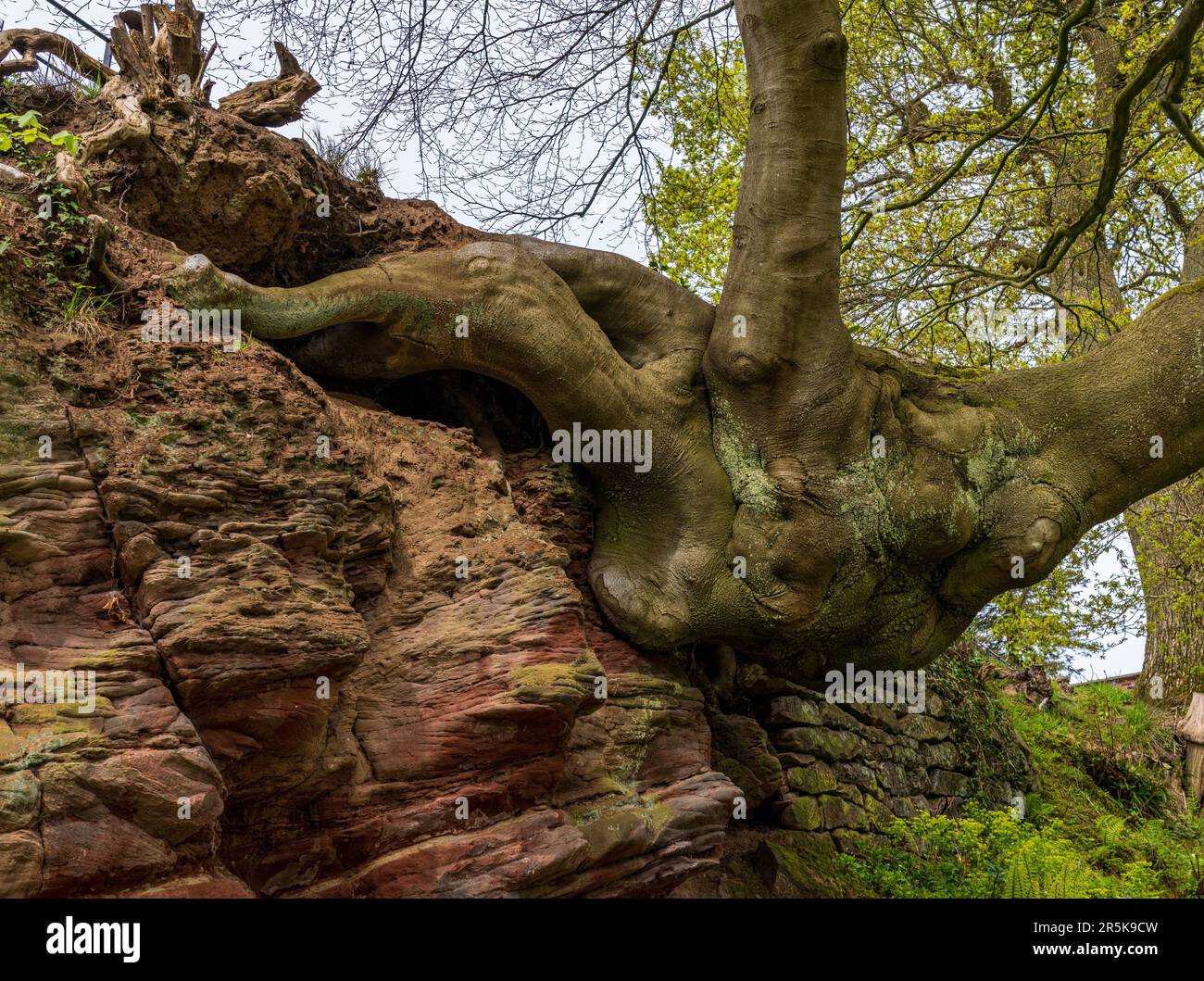 Sideways growing tree hi-res stock photography and images - Alamy