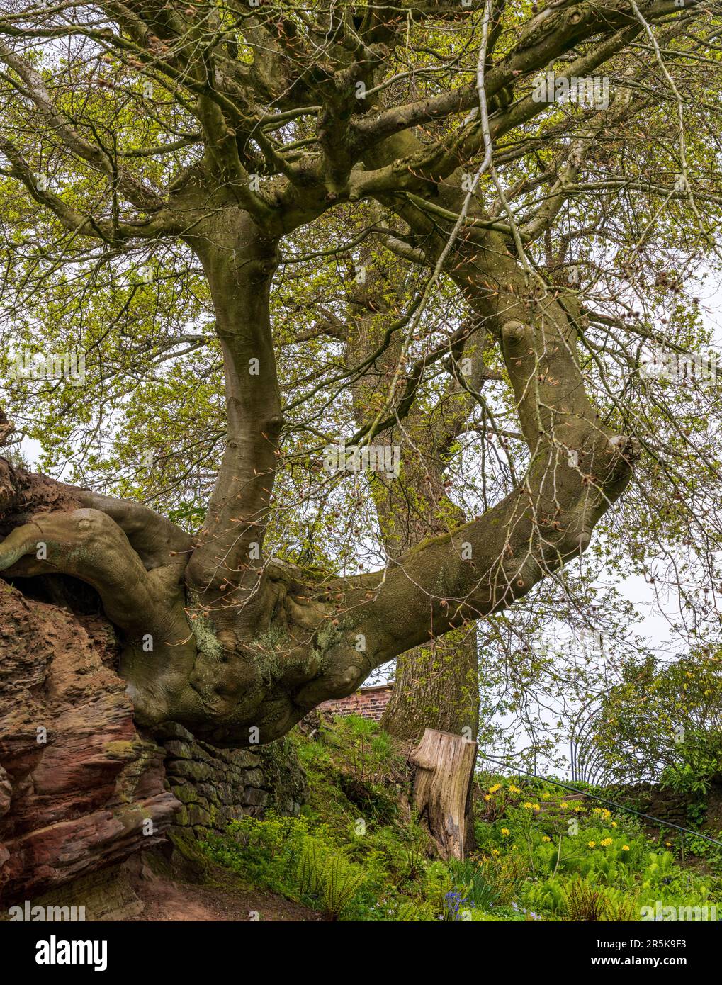 Sideways growing tree hi-res stock photography and images - Alamy