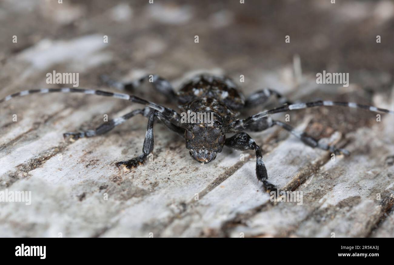 Longhorn beetle, Aegomorphus clavipes on wood, macro photo Stock Photo ...