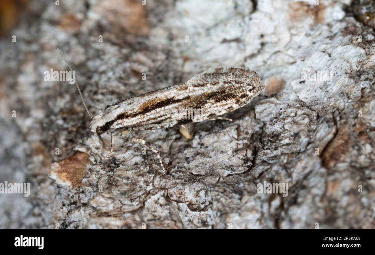 Female fungus moth, Archinemapogon yildizae laying eggs Stock Photo - Alamy