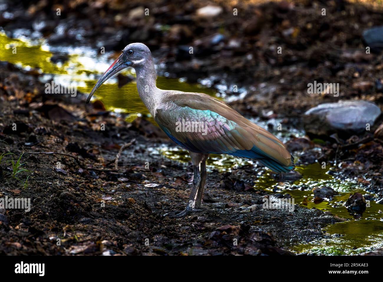 Heron like bird hi-res stock photography and images - Alamy