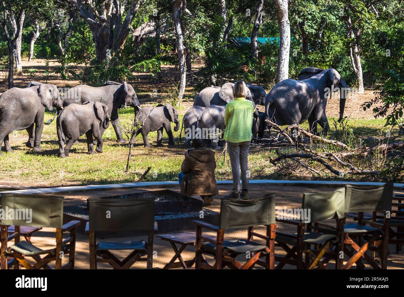 Elephants visiting the bar with fireplace at Thawale Tented Lodge in ...