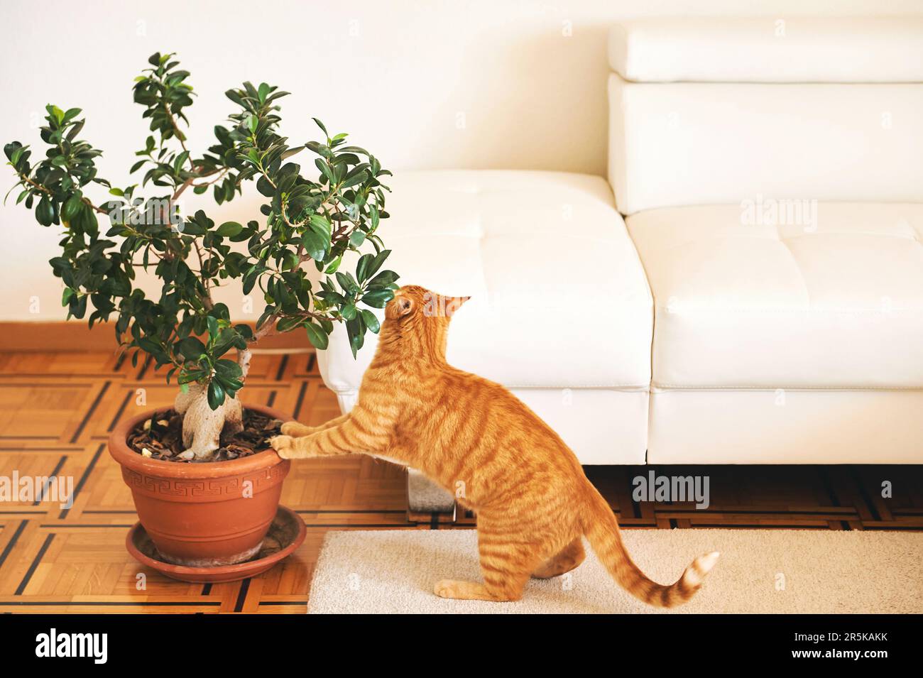 Ginger pot plant hi-res stock photography and images - Alamy